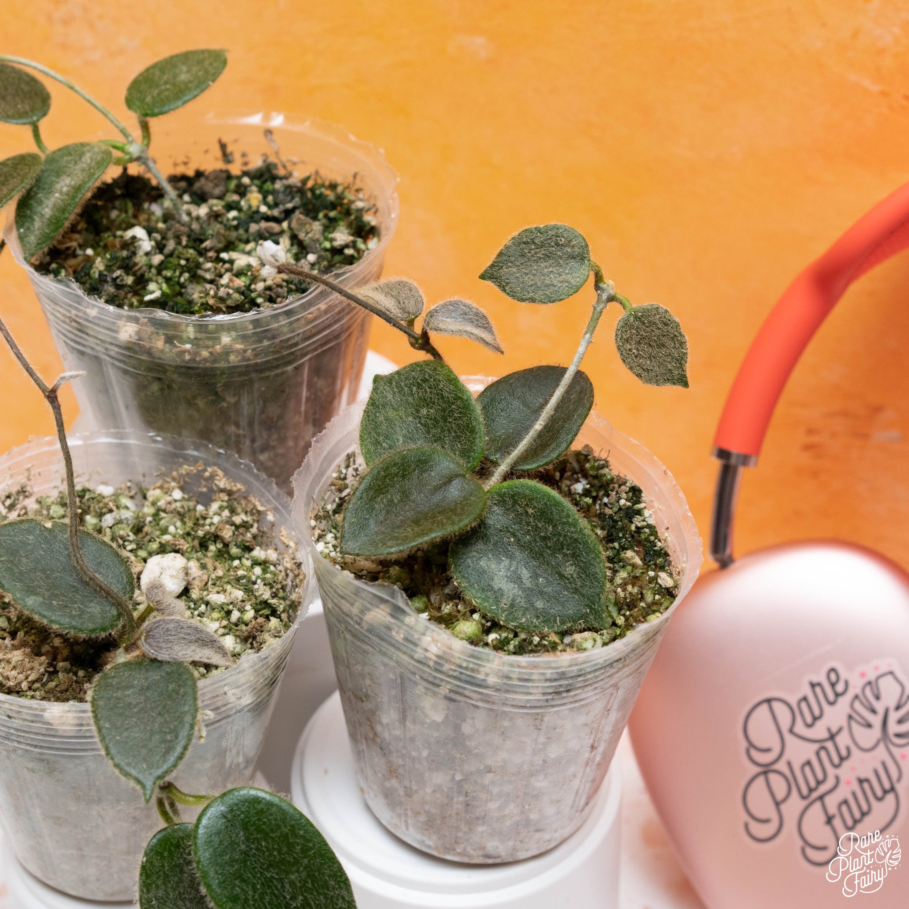 Hoya thomsonii *fuzzy leaves* *Grower's Choice* – Rare Plant Fairy