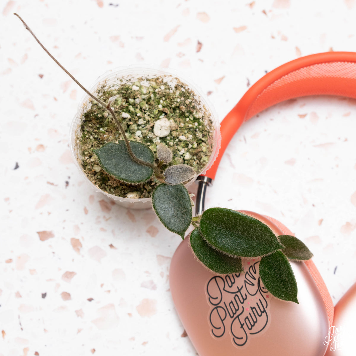 Hoya thomsonii *fuzzy leaves* *Grower's Choice* – Rare Plant Fairy