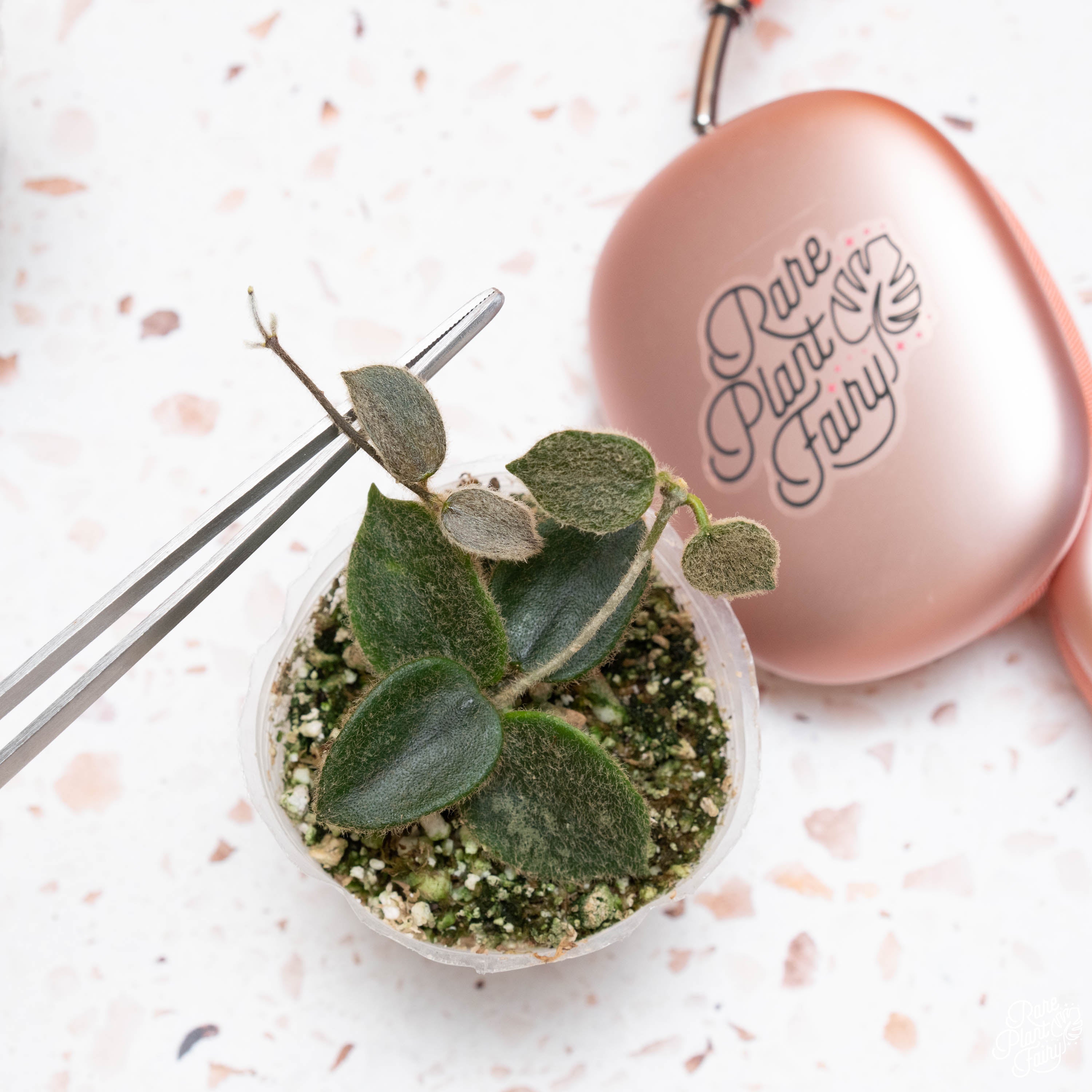 Hoya thomsonii *fuzzy leaves* *Grower's Choice* – Rare Plant Fairy