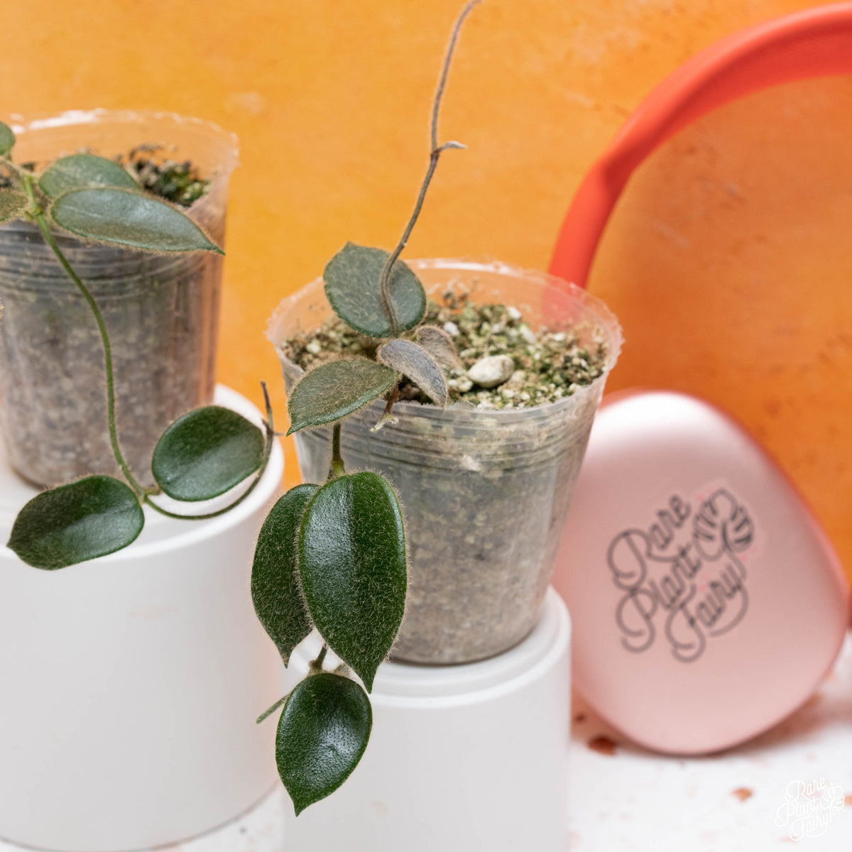 Hoya thomsonii *fuzzy leaves* *Grower's Choice* – Rare Plant Fairy