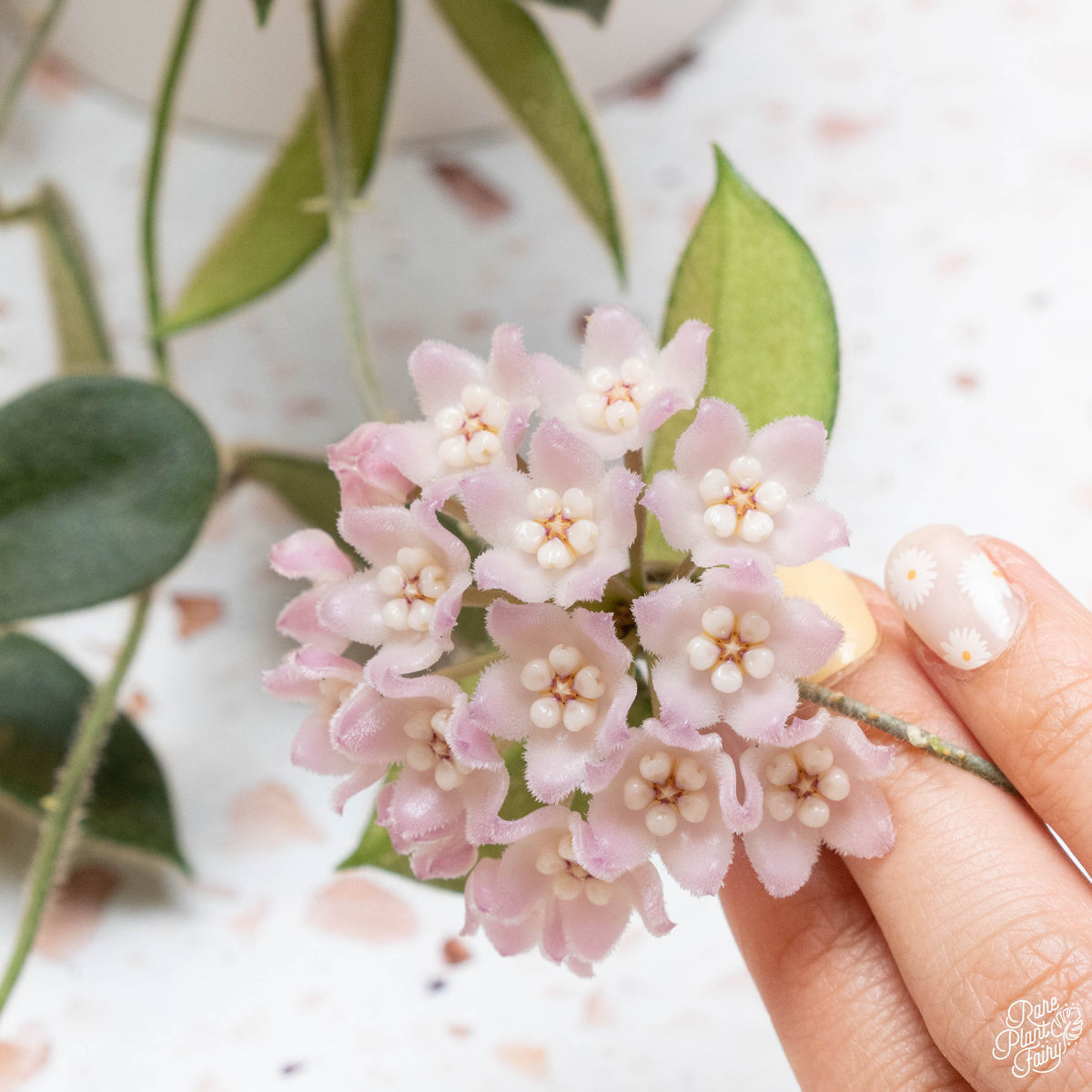 Hoya thomsonii *fuzzy leaves* *Grower's Choice* – Rare Plant Fairy