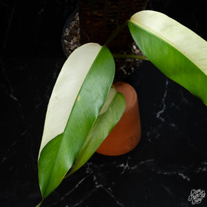 Epipremnum – Rare Plant Fairy