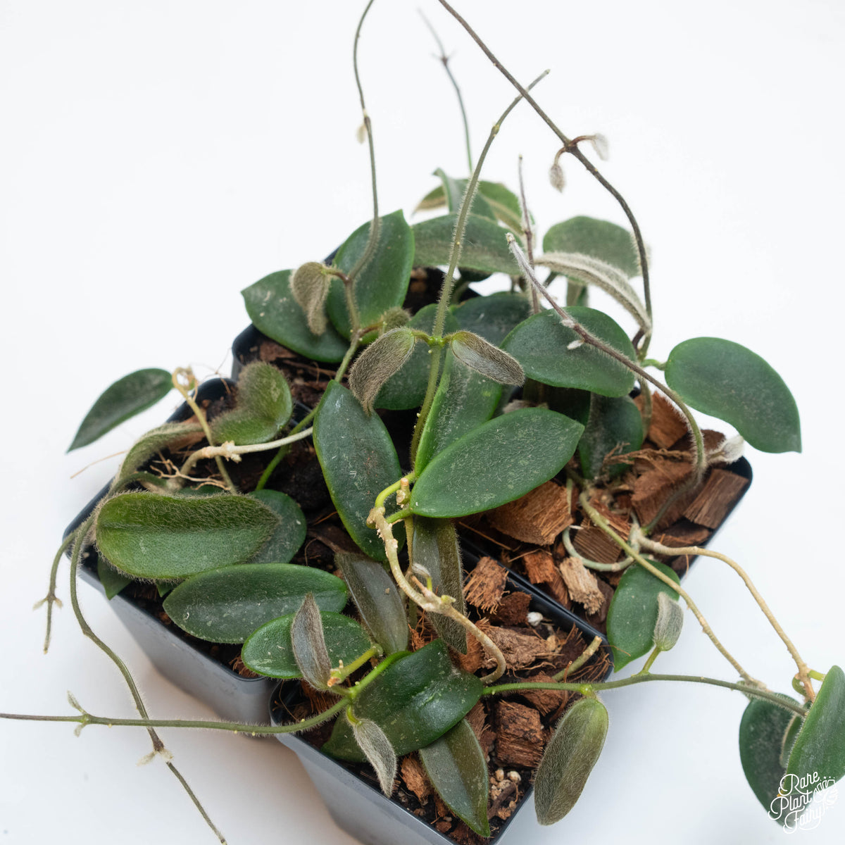 Hoya thomsonii *fuzzy leaves* *Grower's Choice* – Rare Plant Fairy