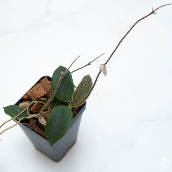Hoya thomsonii *fuzzy leaves* *Grower's Choice* – Rare Plant Fairy