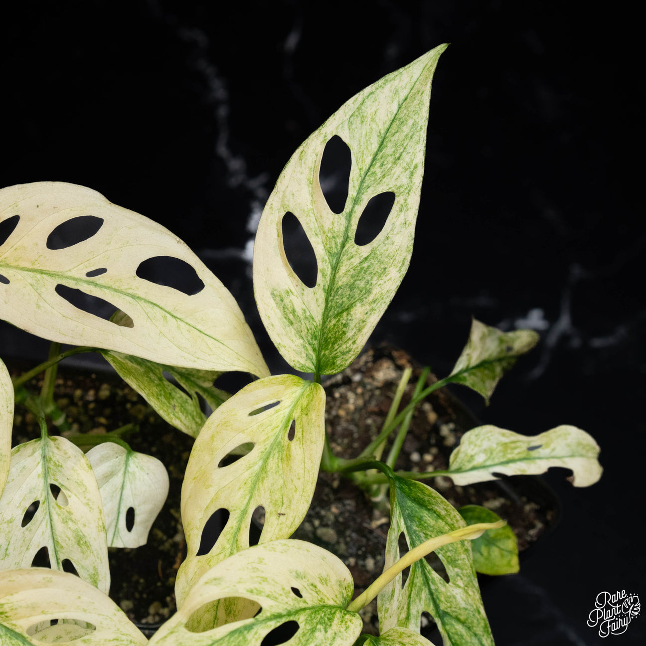 Monstera – Rare Plant Fairy