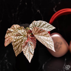 Begonia – Rare Plant Fairy