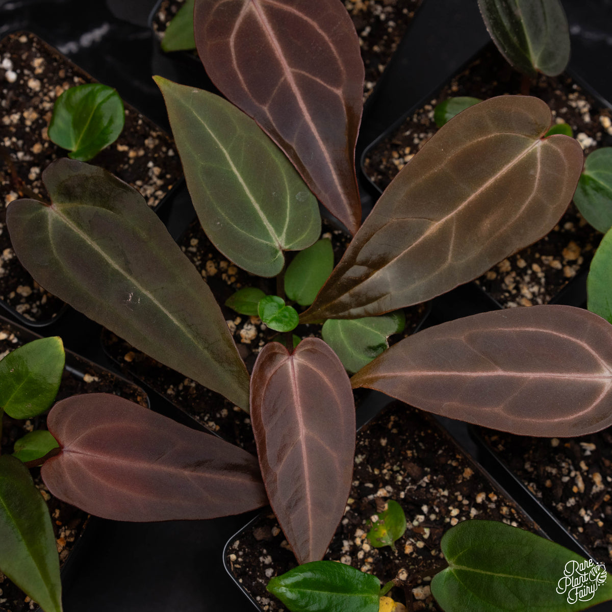 Anthurium Red Velvet Cake '24' x Dark and Handsome '9' by DocBlock® *G ...