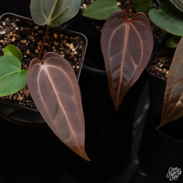 Anthurium Red Velvet Cake '24' x Dark and Handsome '9' by DocBlock® *G ...