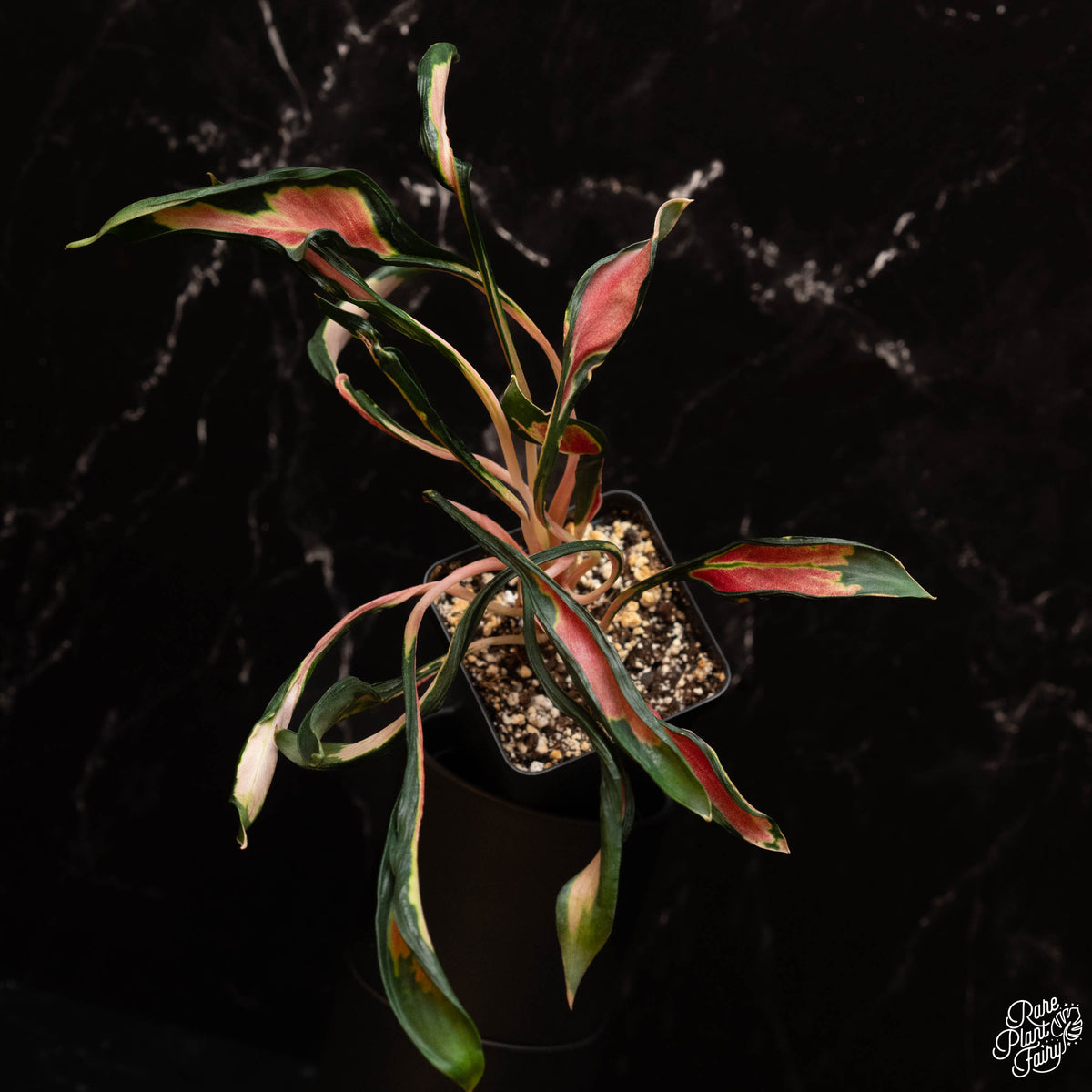 Aglaonema 'Flying Squid' *Grower's choice* – Rare Plant Fairy