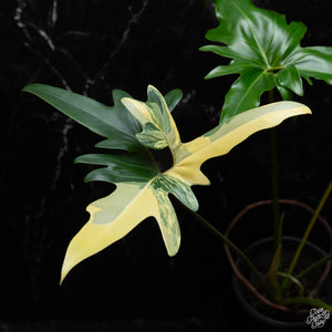 Rare Plant Fairy - Detroit, Michigan