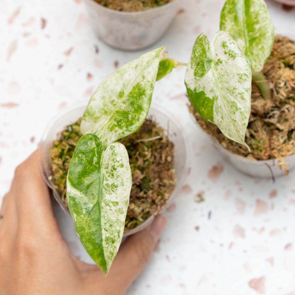 Alocasia odora batik variegated *Grower's choice* – Rare Plant Fairy