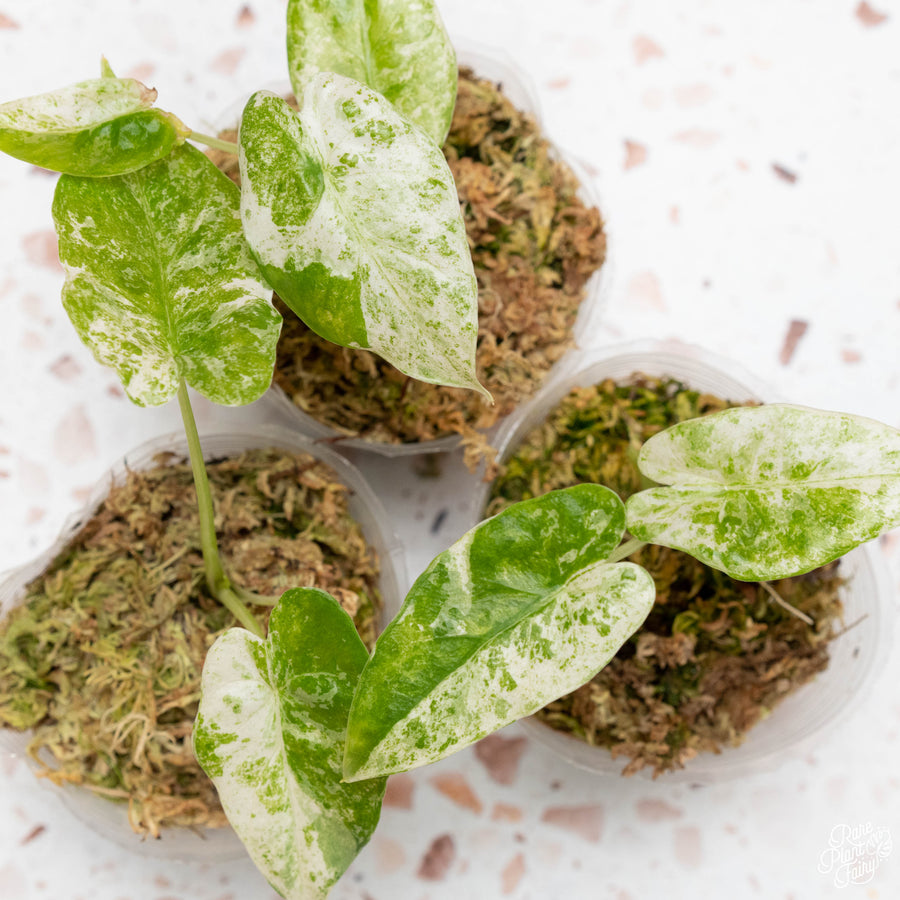 Alocasia odora batik variegated *Grower's choice* – Rare Plant Fairy