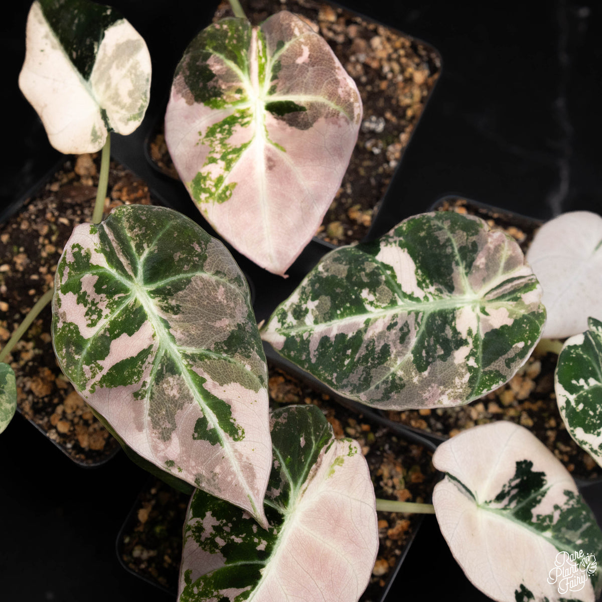 Alocasia 'Black Velvet' pink variegated *Grower's Choice* – Rare Plant ...
