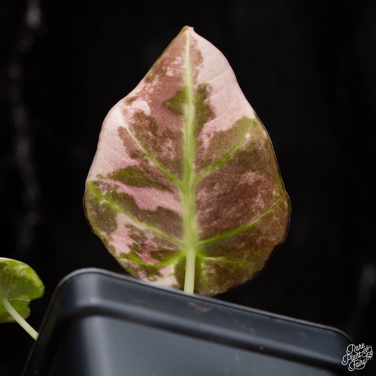 Alocasia 'Black Velvet' pink variegated *Grower's Choice* – Rare Plant ...
