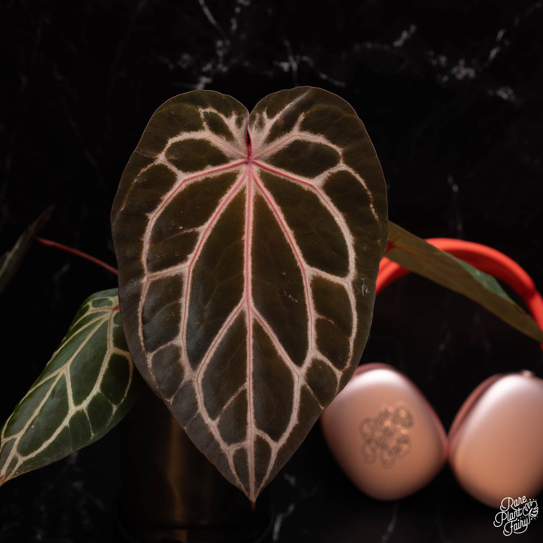 Anthurium – Rare Plant Fairy