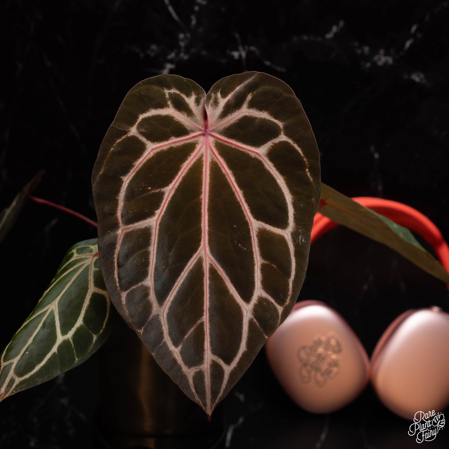 Anthurium – Rare Plant Fairy