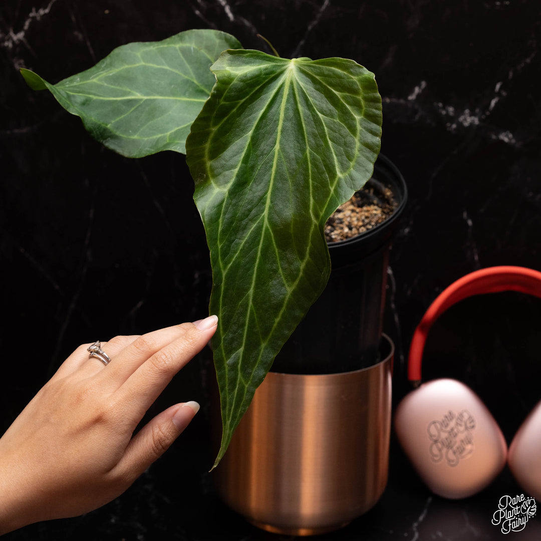 Anthurium – Rare Plant Fairy