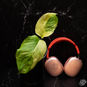 Monstera – Rare Plant Fairy