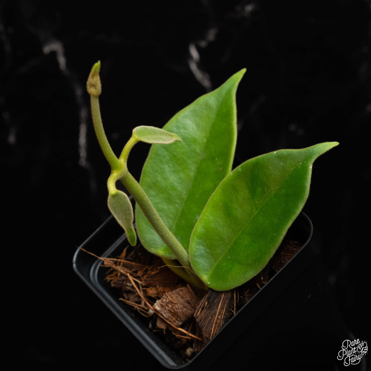 Hoya gigas *Grower's Choice* – Rare Plant Fairy
