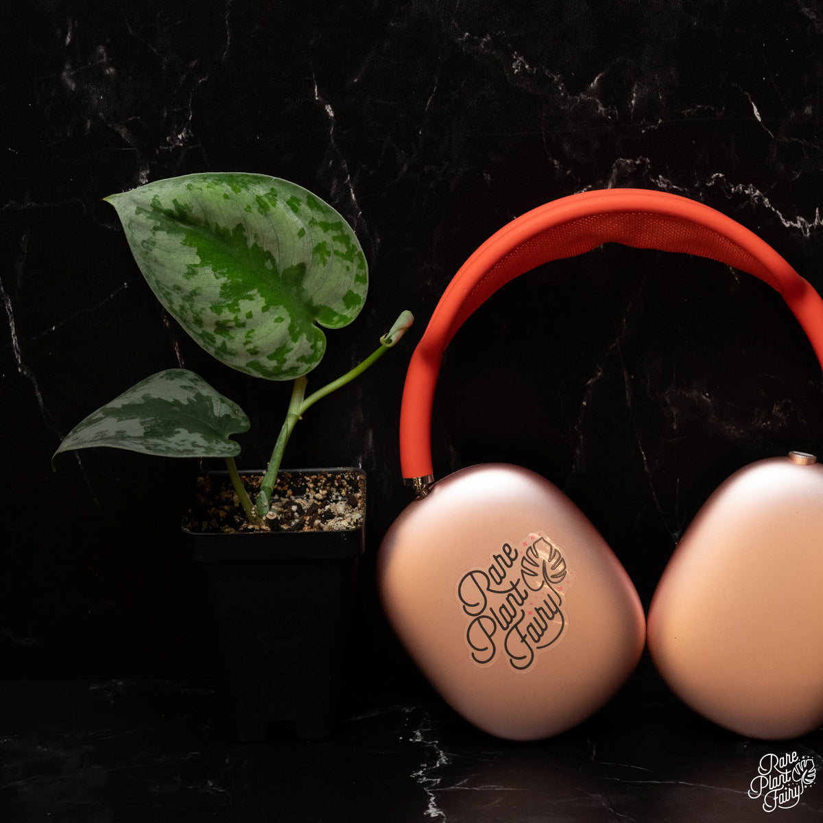 Scindapsus 'Silver Knight' *Grower's choice* – Rare Plant Fairy