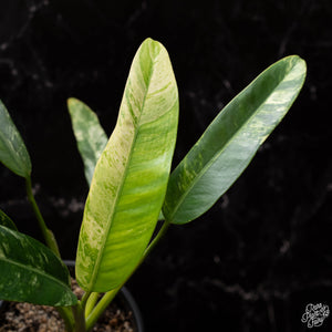 Epipremnum – Rare Plant Fairy