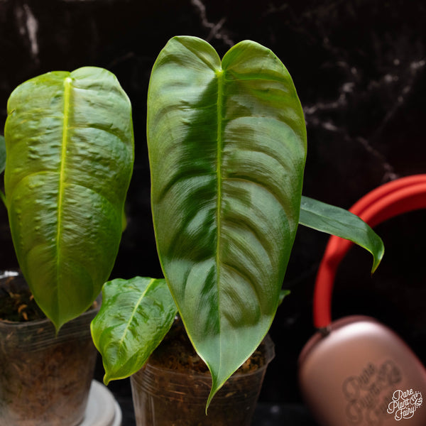 Philodendron sharoniae *Grower's choice* – Rare Plant Fairy