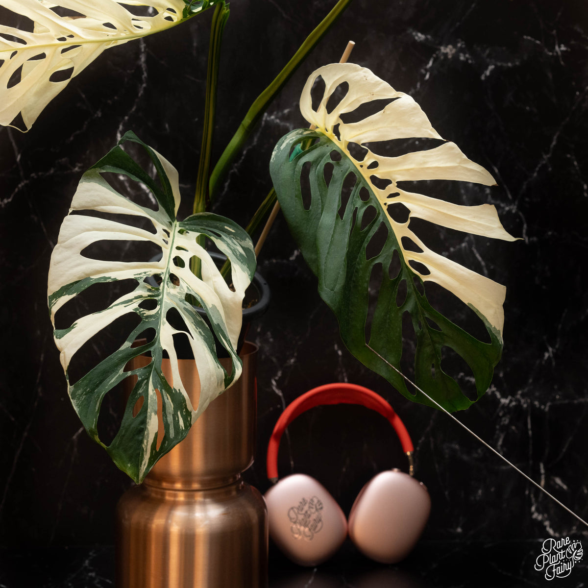 Monstera Adansonii 'Double Windows' Albo Variegated (Commonly Labeled ...