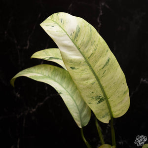 Epipremnum – Rare Plant Fairy