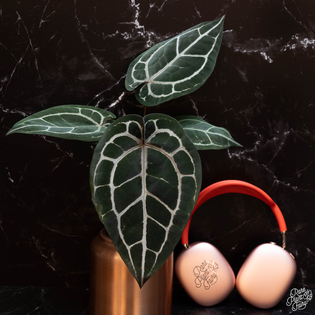 Anthurium 'Michelle' by DocBlock ® *Growers choice* *with tag signed b ...