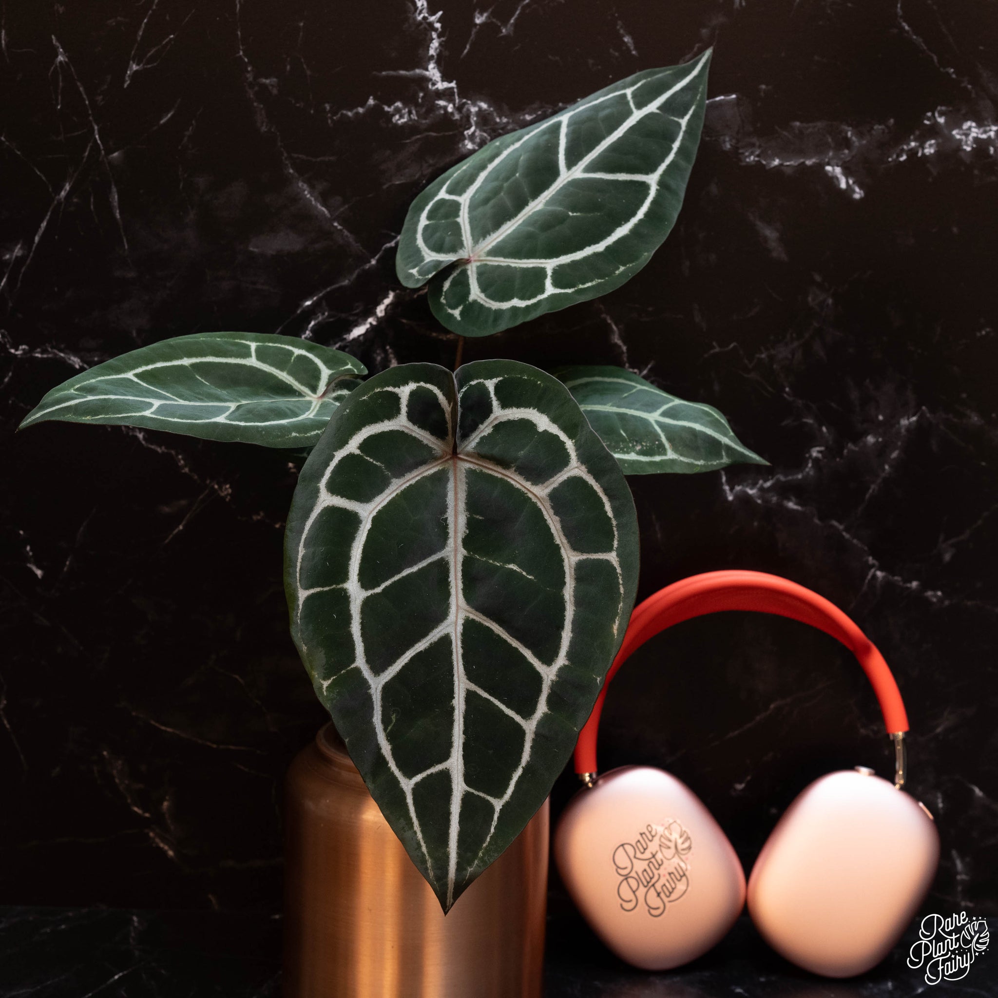 Anthurium 'Michelle' by DocBlock ® *Growers choice* *with tag signed b ...