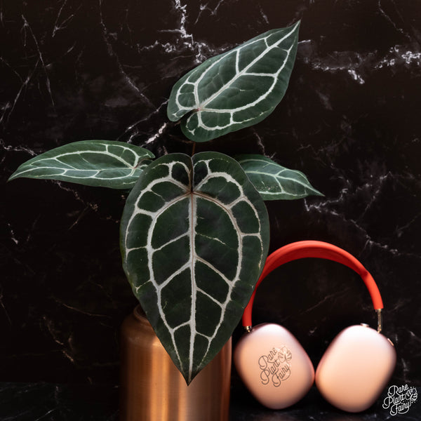 Anthurium 'Michelle' by DocBlock ® *Growers choice* *with tag signed b ...