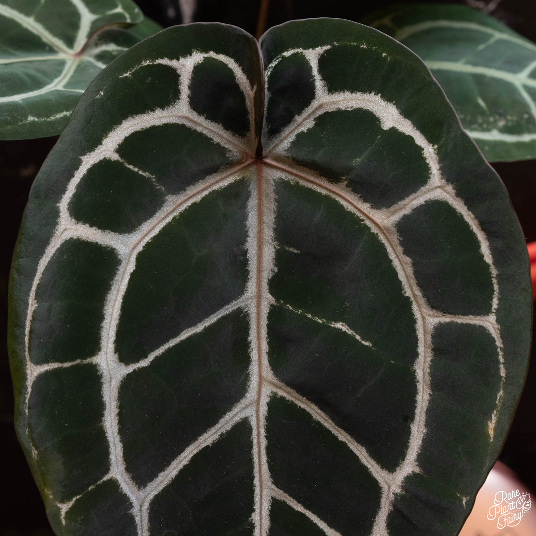 Anthurium 'Michelle' by DocBlock ® *Growers choice* *with tag signed b ...