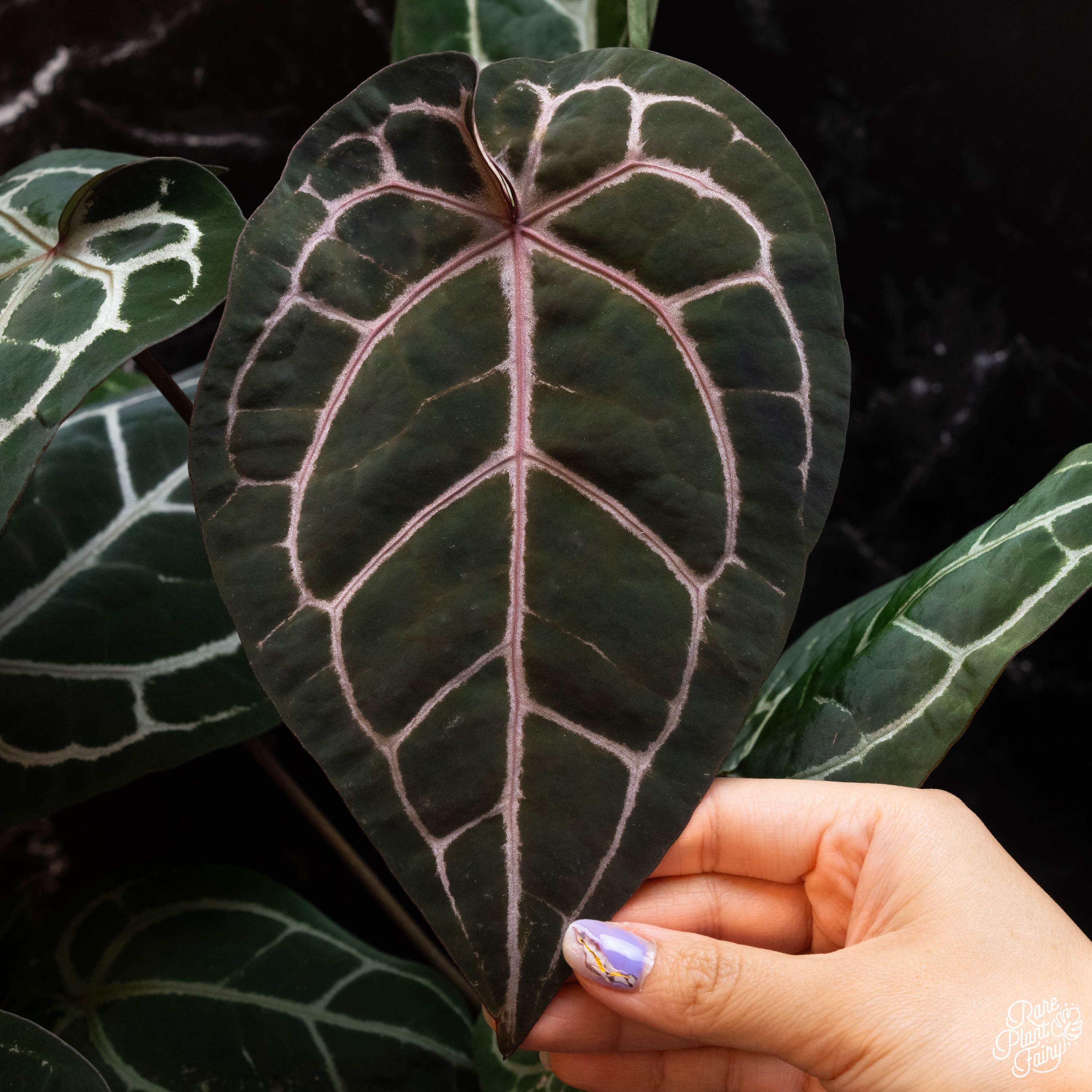 Anthurium 'Michelle' by DocBlock ® *Growers choice* *with tag signed b ...