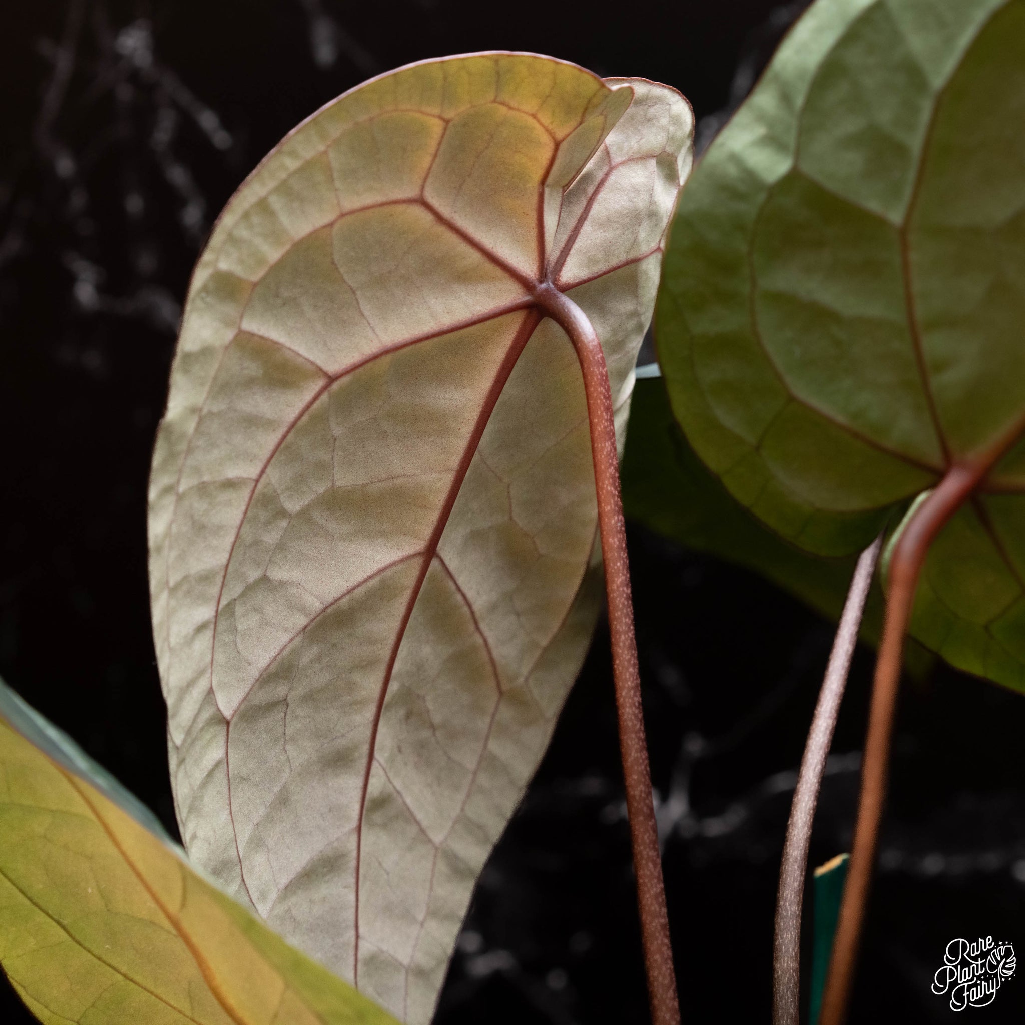 Anthurium 'Michelle' by DocBlock ® *Growers choice* *with tag signed b ...