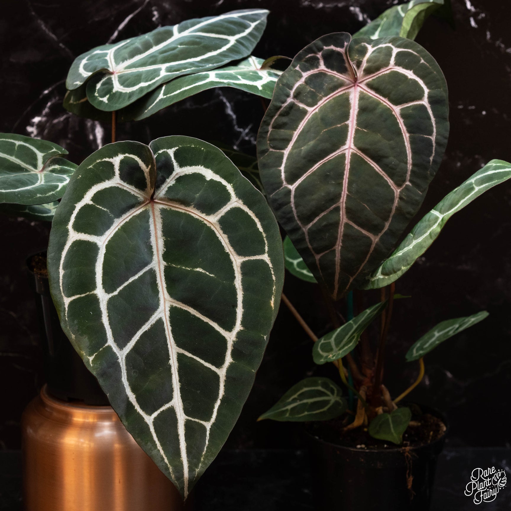 Anthurium 'Michelle' by DocBlock ® *Growers choice* *with tag signed b ...