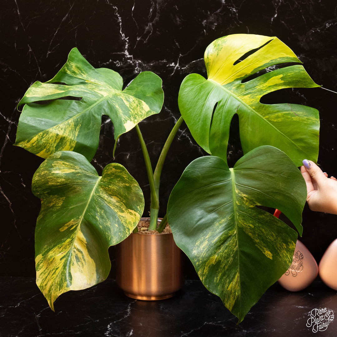 Monstera deliciosa aurea variegated (small form/borsigiana) *Grower's ...