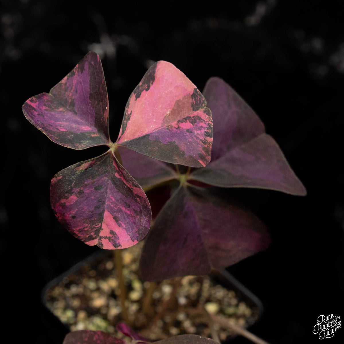 Oxalis triangularis variegated *Grower's Choice* – Rare Plant Fairy