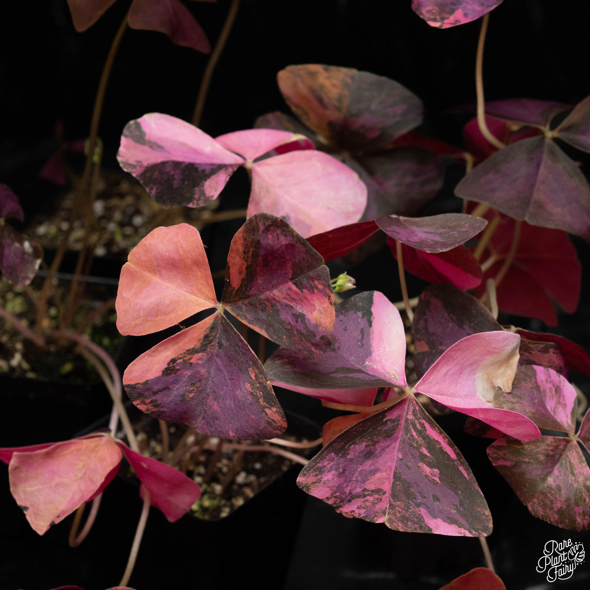 Oxalis triangularis variegated *Grower's Choice* – Rare Plant Fairy