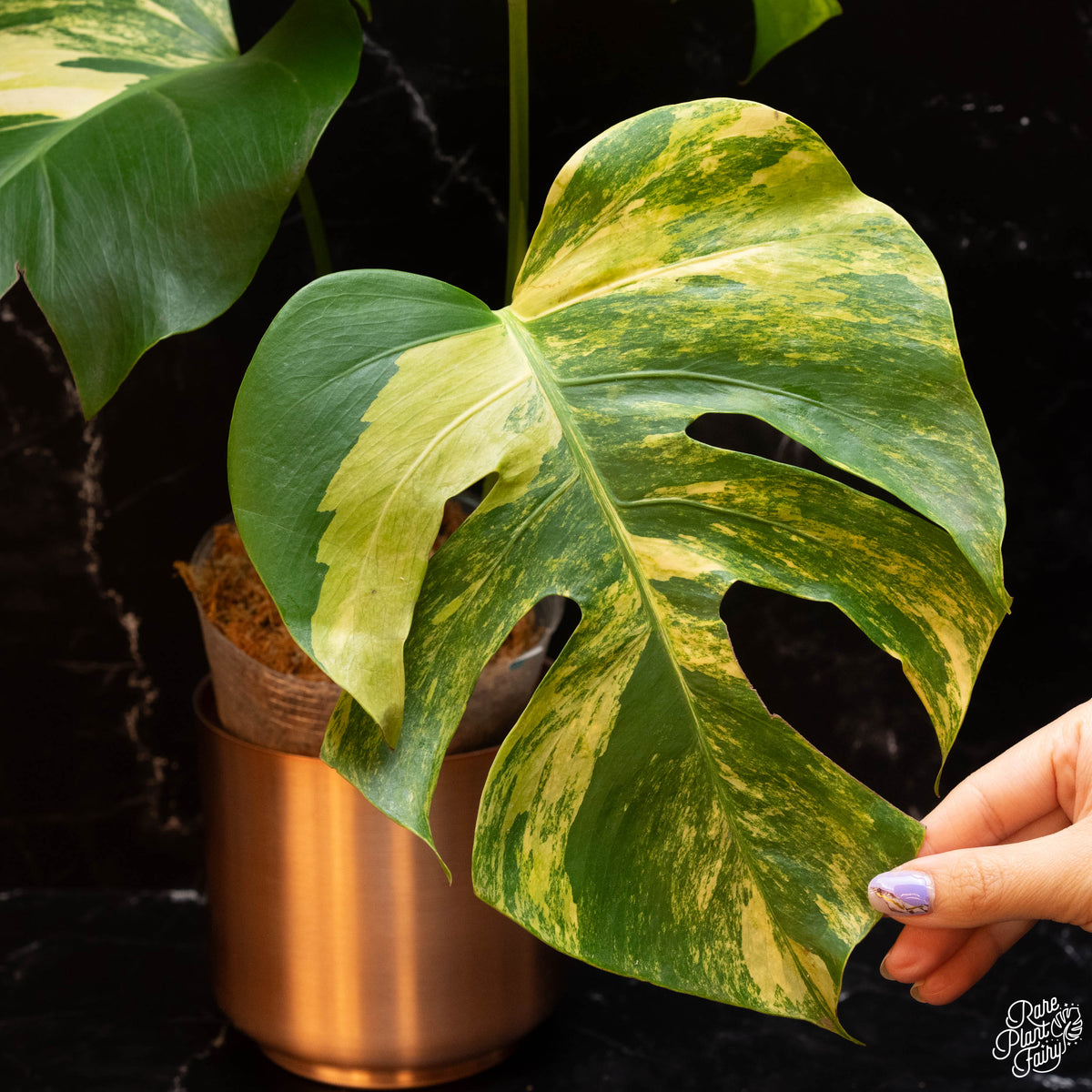 Monstera deliciosa aurea variegated (small form/borsigiana) *Grower's ...