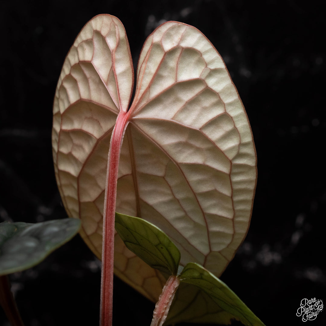Anthurium – Rare Plant Fairy