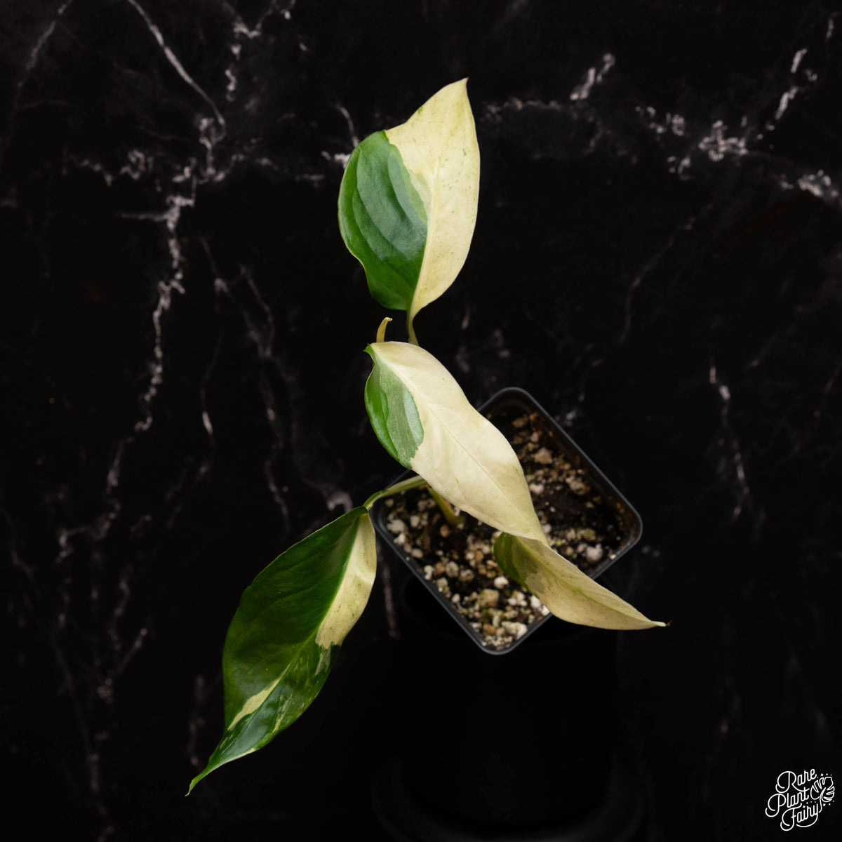 Monstera laniata mint/albo variegated *Grower's choice* – Rare Plant Fairy