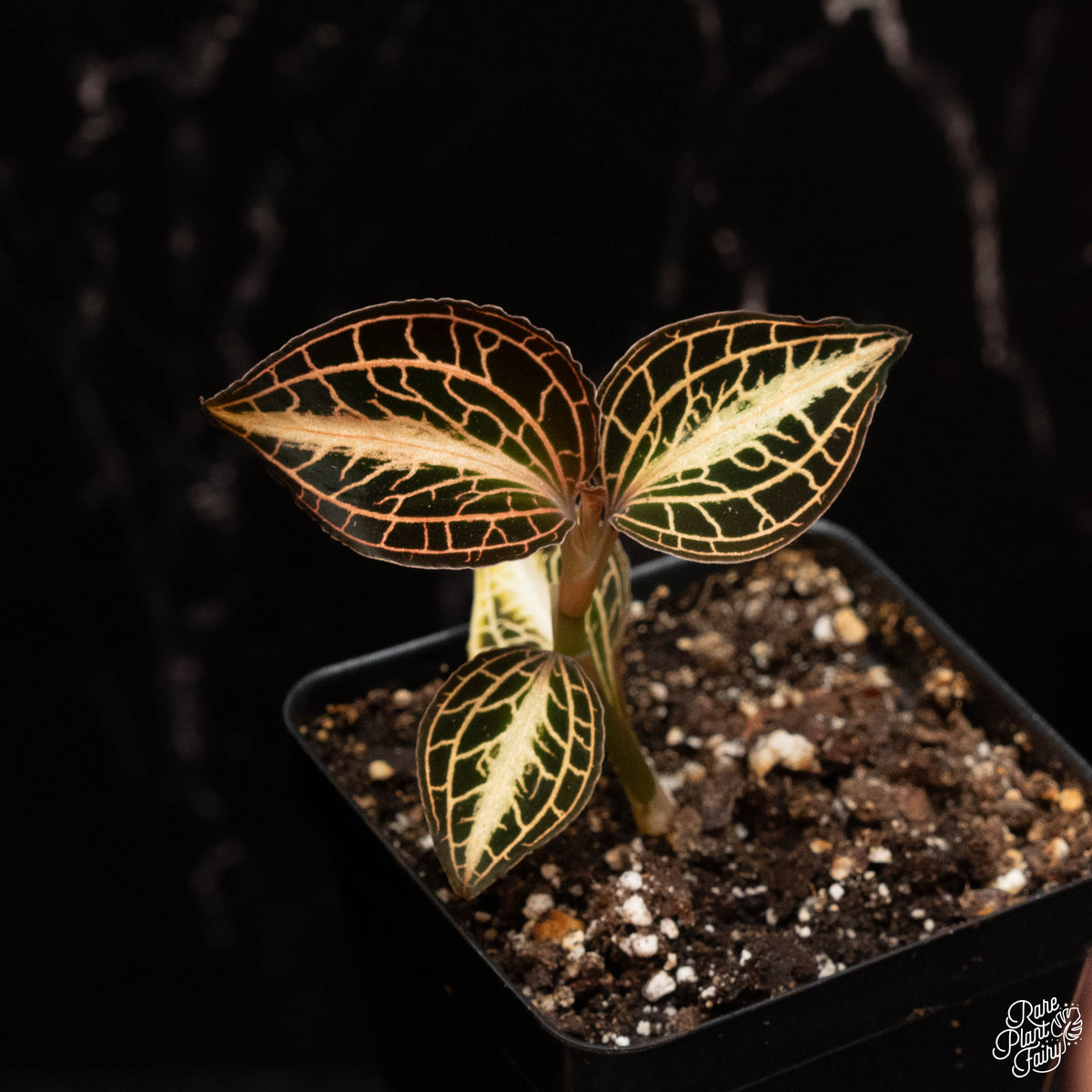 Anoectochilus albolineatus variegated jewel orchid *Growers choice ...