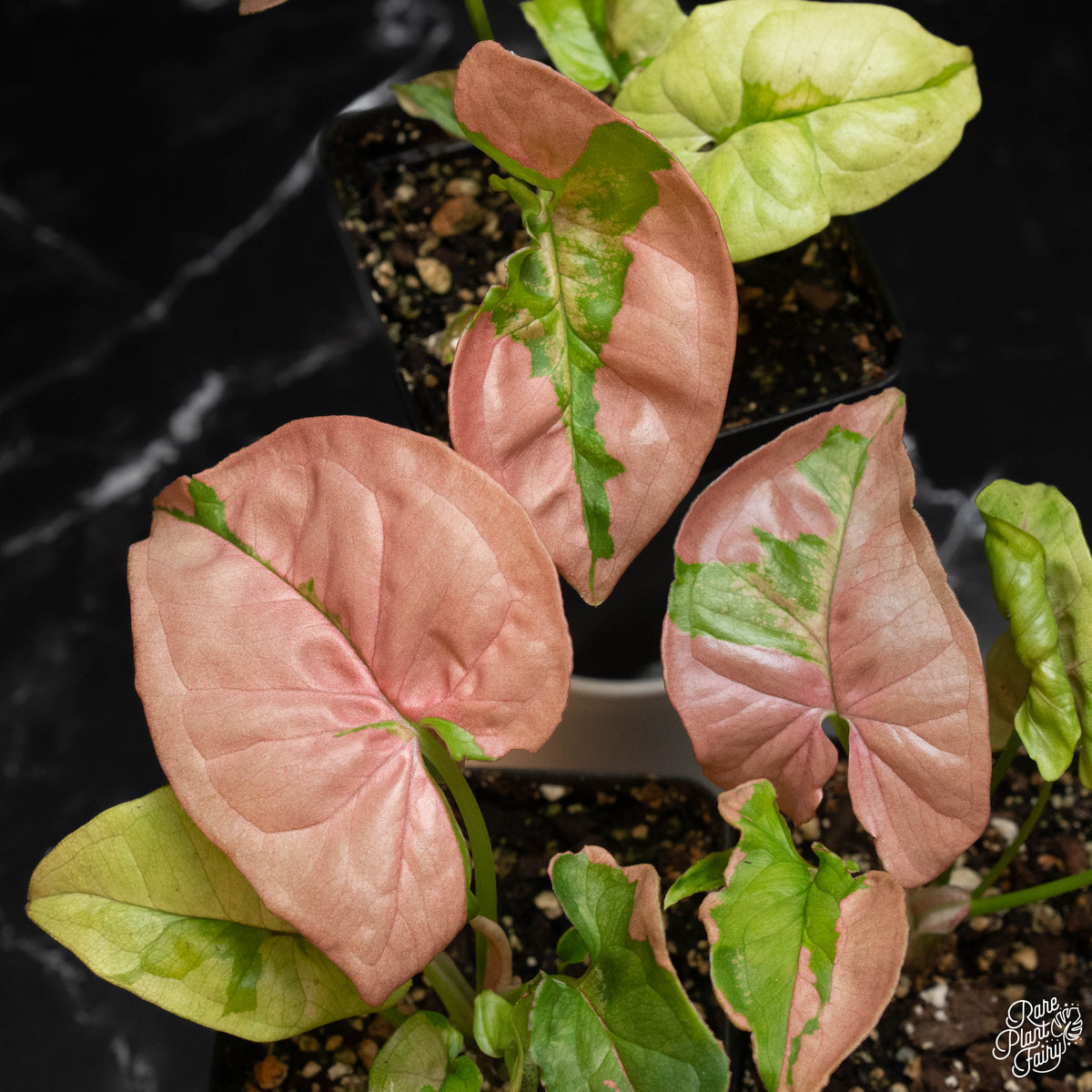 Syngonium 'Pink Lava' *Grower's choice* – Rare Plant Fairy