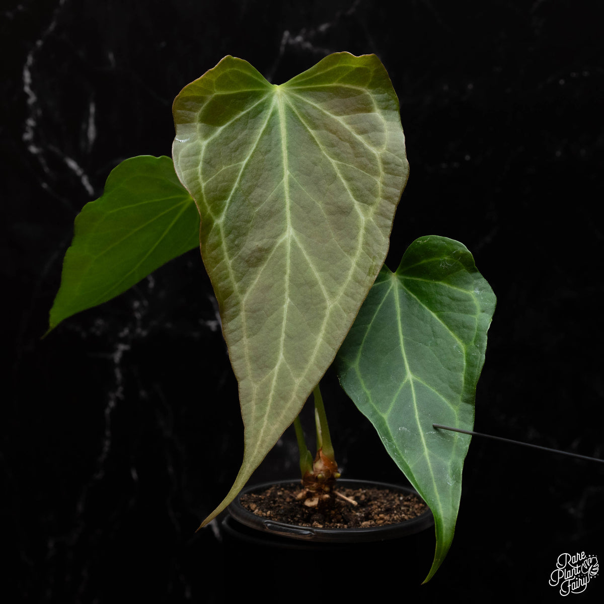 Anthurium 'Delta Force' *Grower's Choice* – Rare Plant Fairy