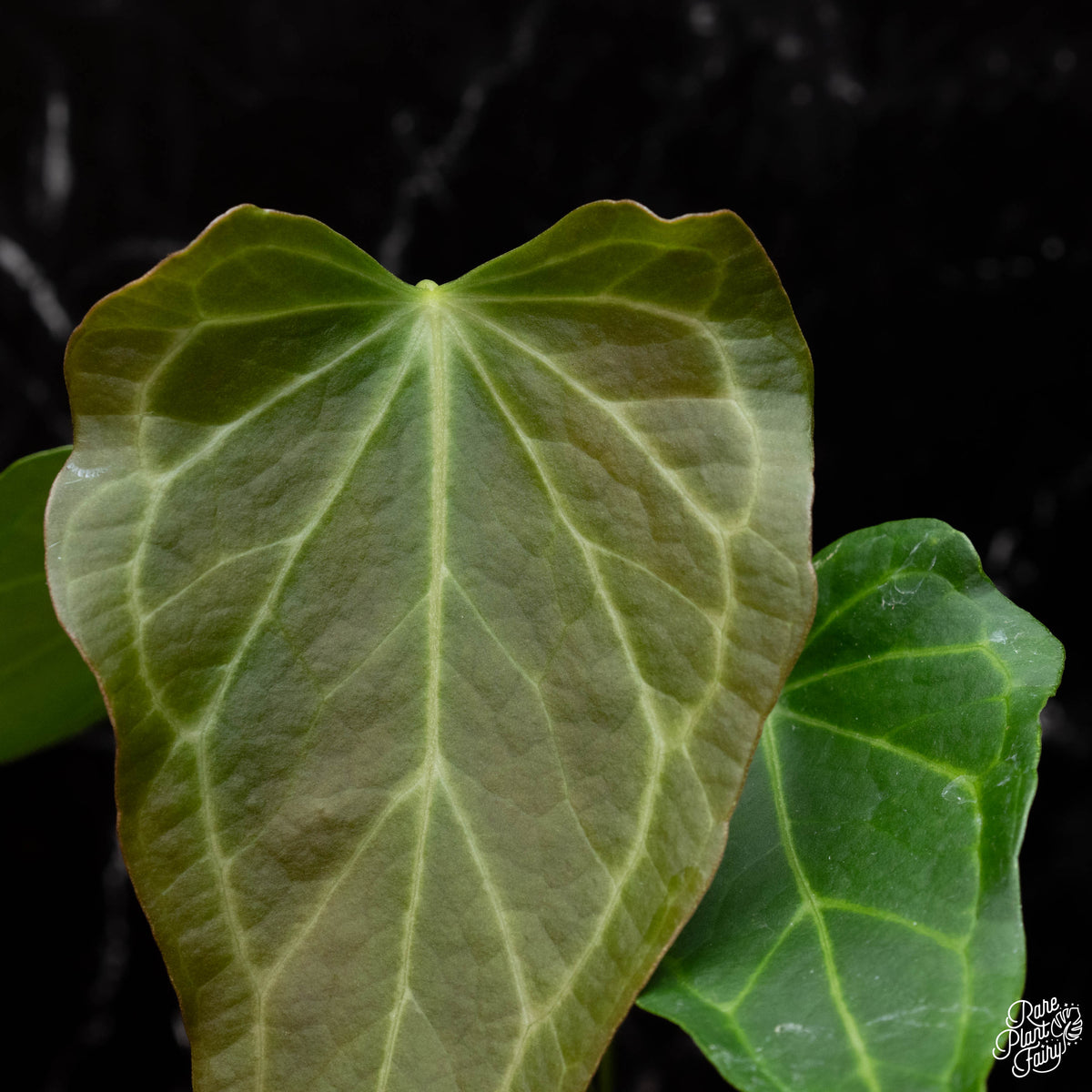 Anthurium 'Delta Force' *Grower's Choice* – Rare Plant Fairy