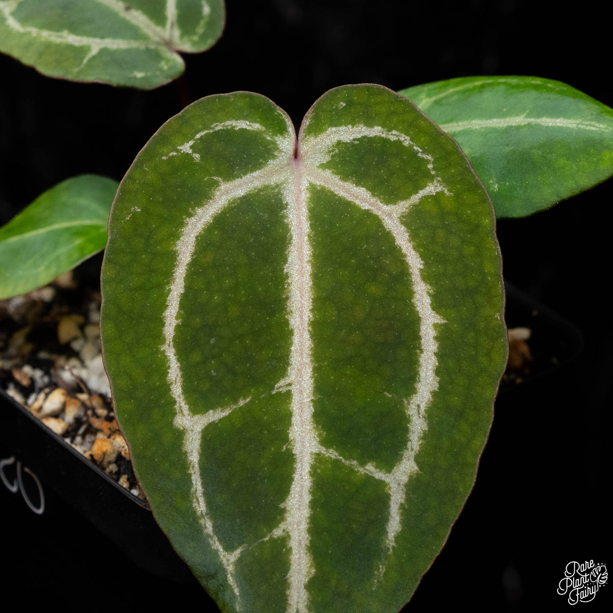 Anthurium Michelle '10' x Michelle Long '20' by DocBlock® *Grower's ch ...