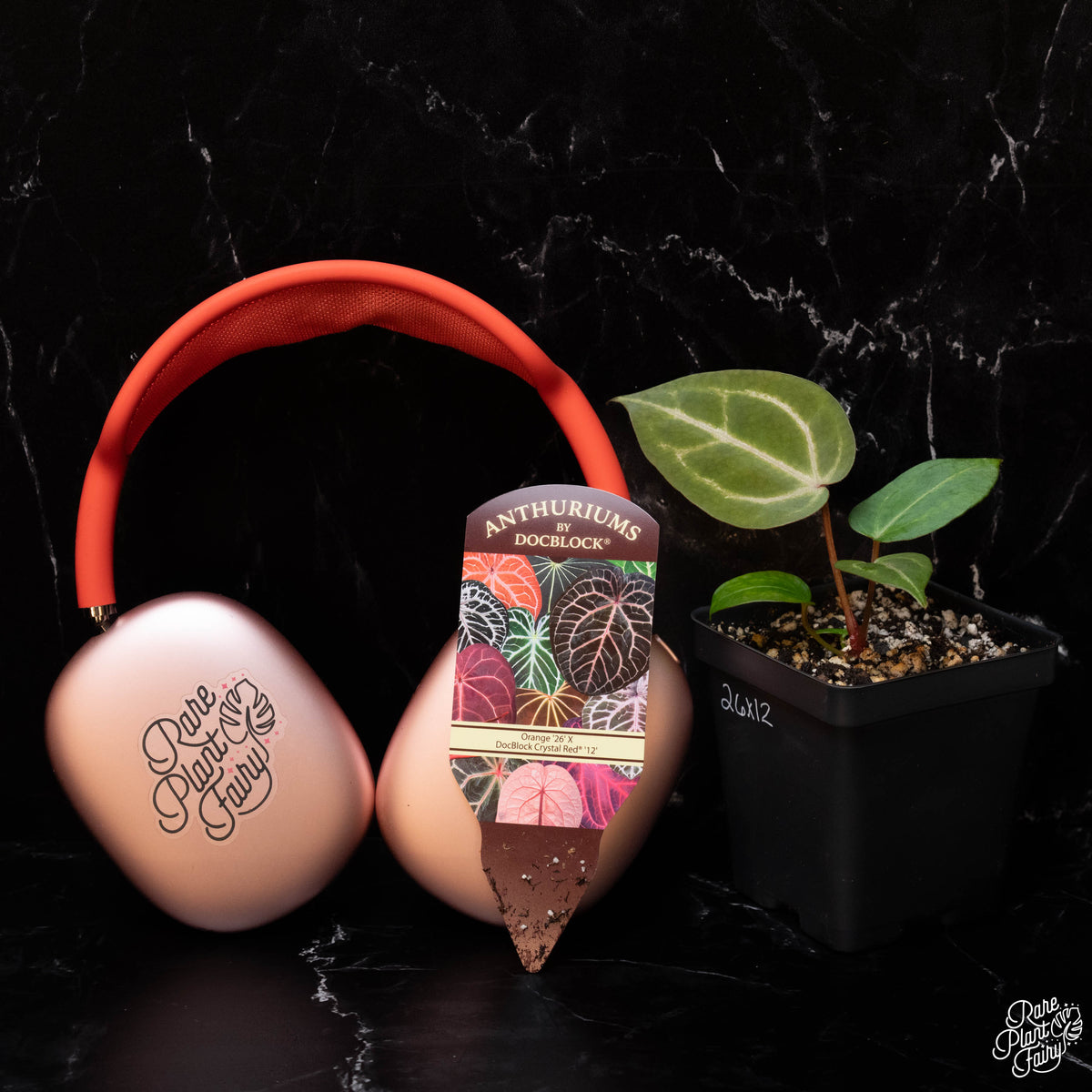 Anthurium Orange '26' x DocBlock Crystal Red '12' by DocBlock® *Grower ...