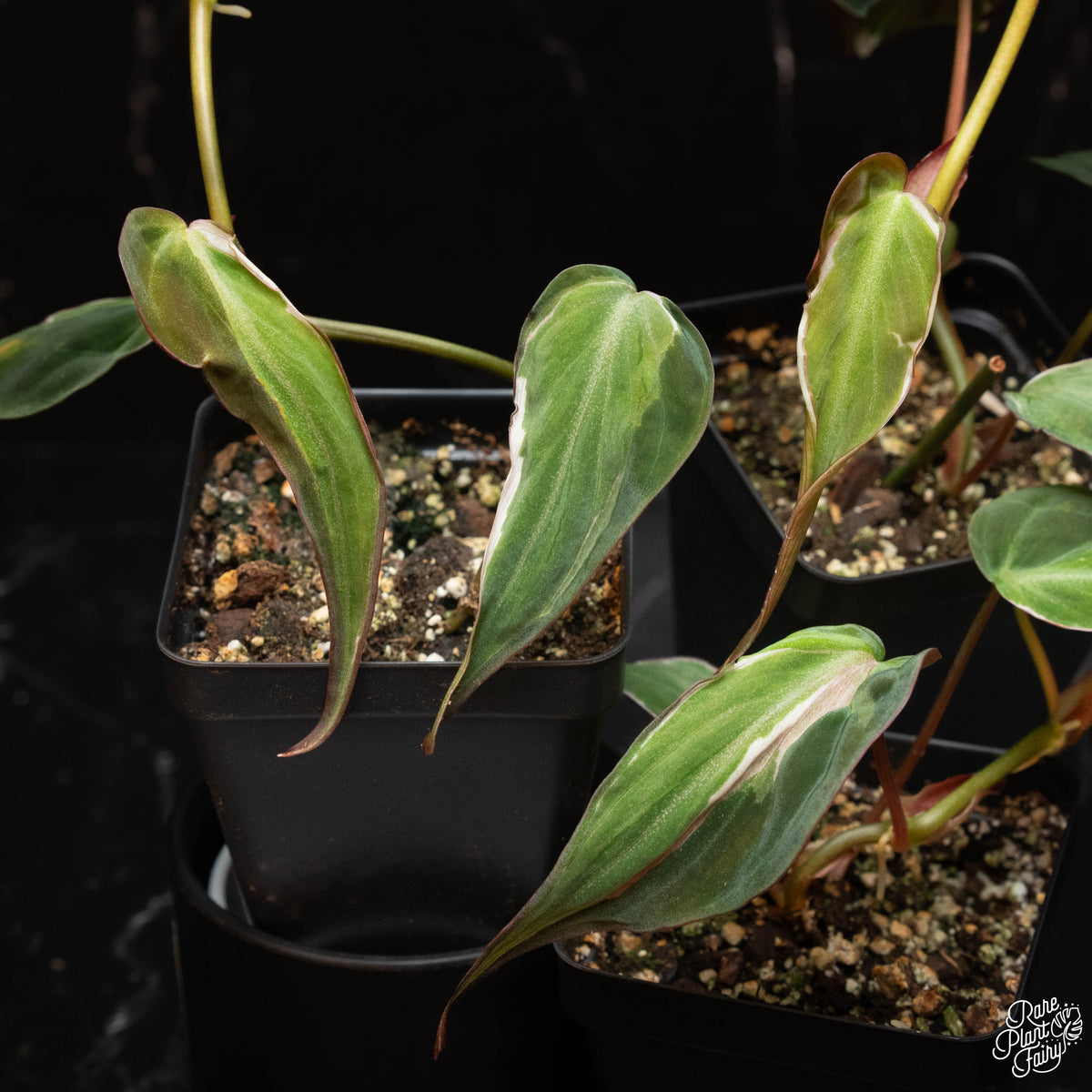 Philodendron micans variegated 'Velvet Halo' starter *Grower's choice ...