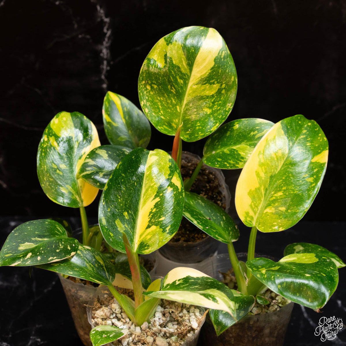 Philodendron 'Green Congo' "Nuclear" variegated *Grower's choice ...
