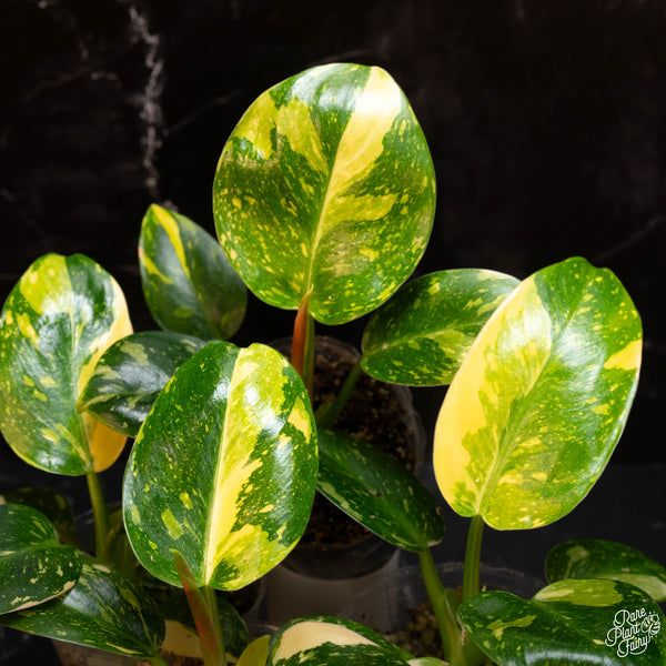 Philodendron 'Green Congo' "Nuclear" variegated *Grower's choice ...